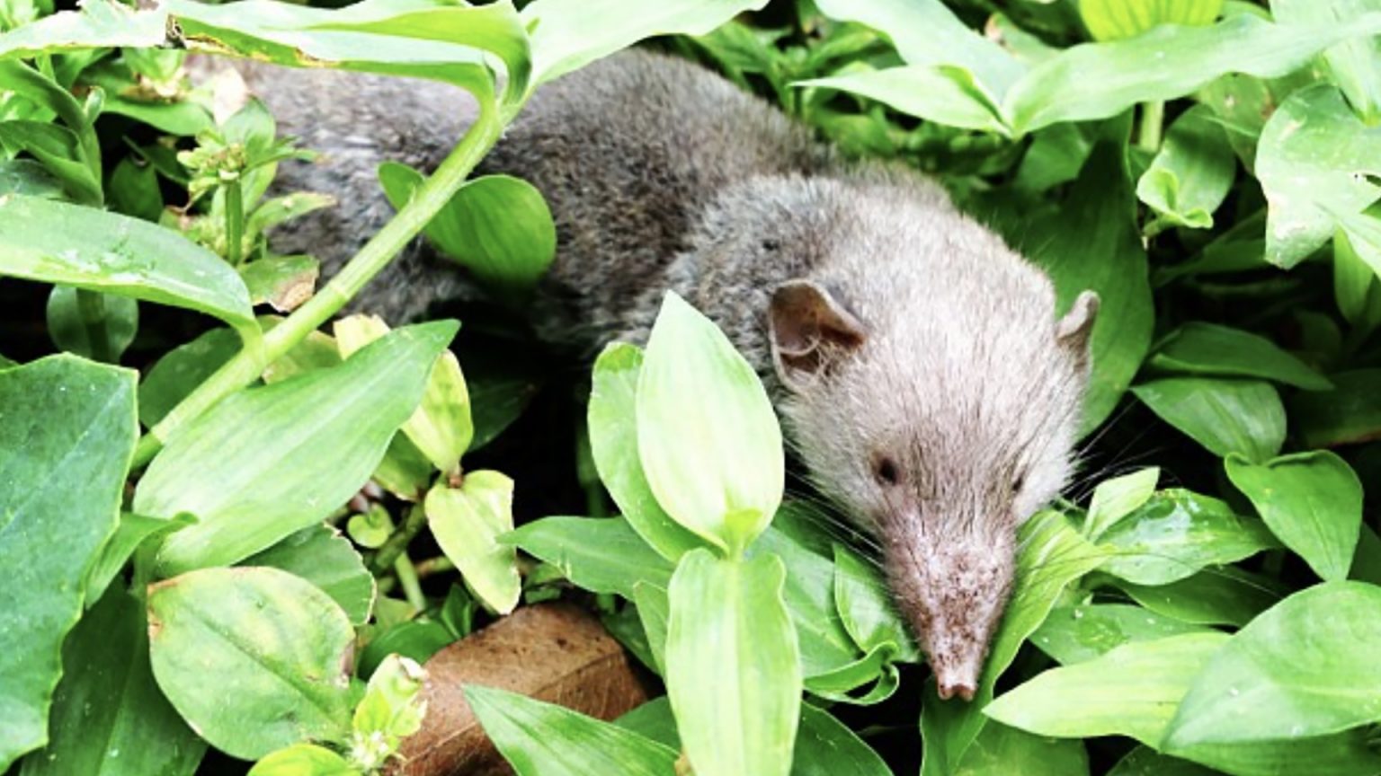 House Shrew – ecoheritage.cpreec.org