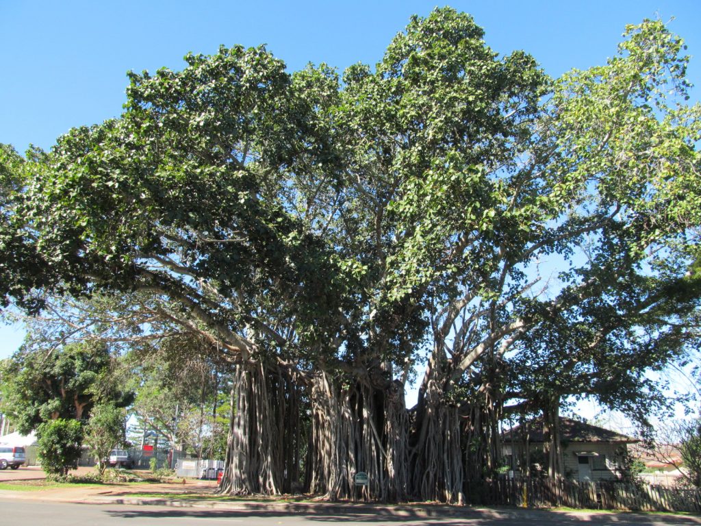 Banyan – ecoheritage.cpreec.org