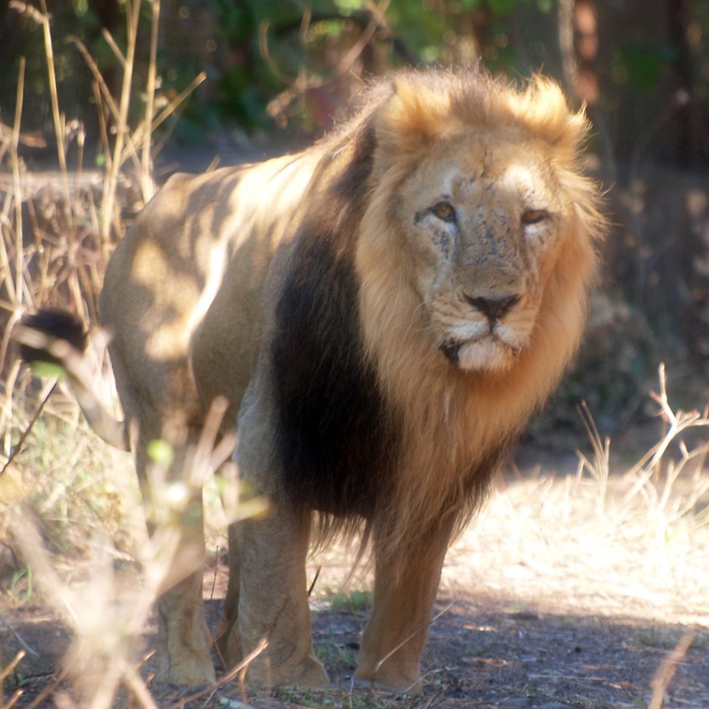 Asiatic Lion – ecoheritage.cpreec.org