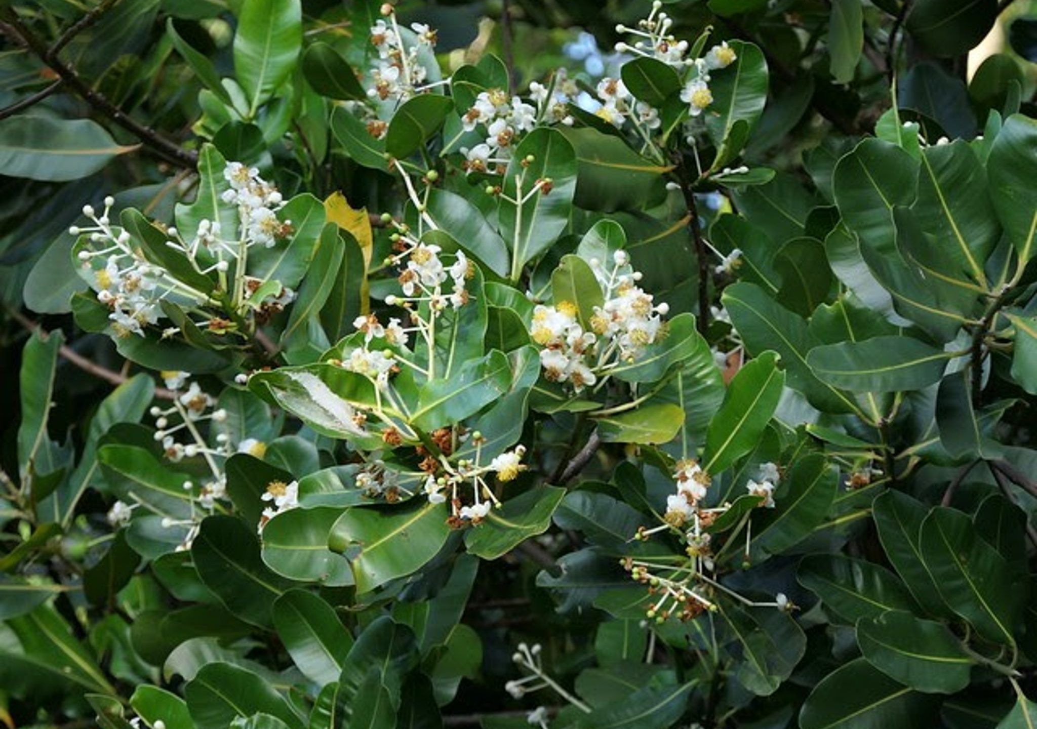 Alexandrian Laurel (Ball Tree) – ecoheritage.cpreec.org