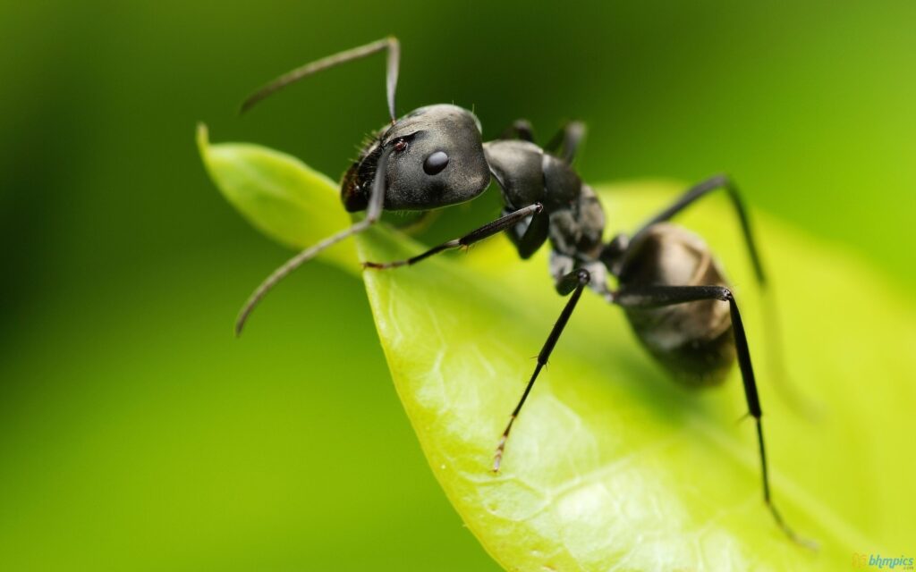 Ant – ecoheritage.cpreec.org