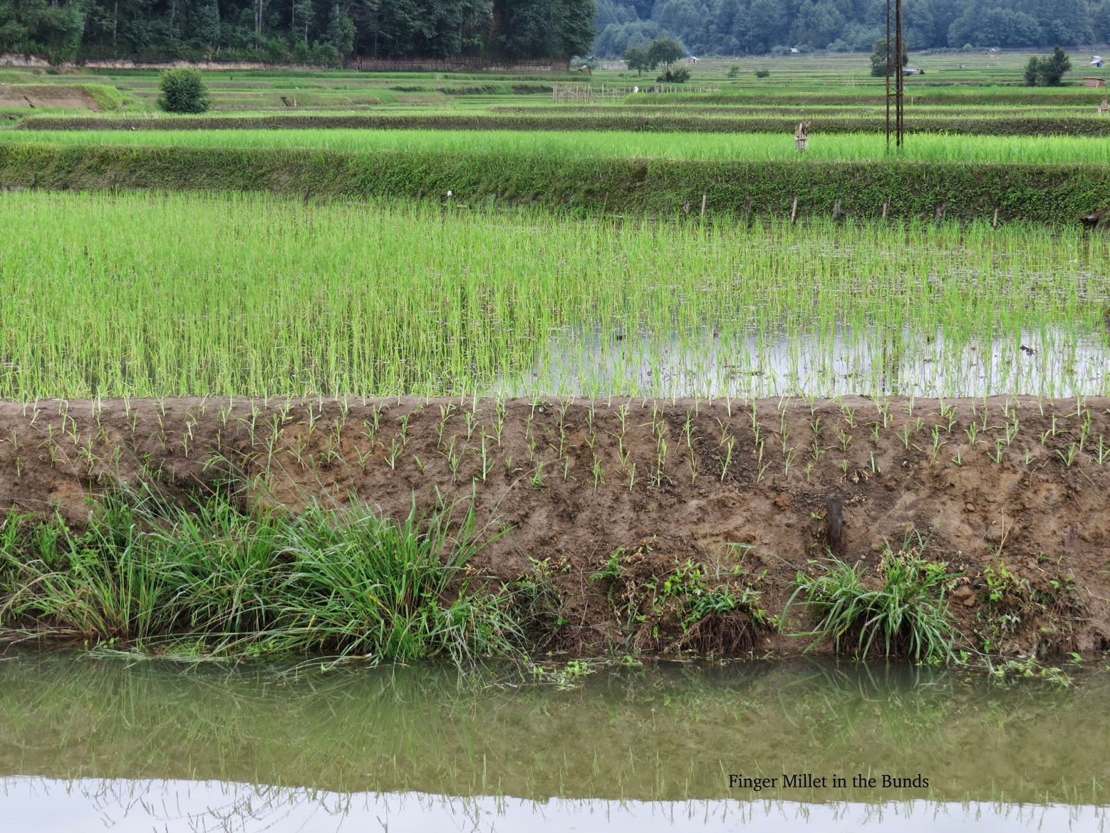 Apatani Farming System – ecoheritage.cpreec.org