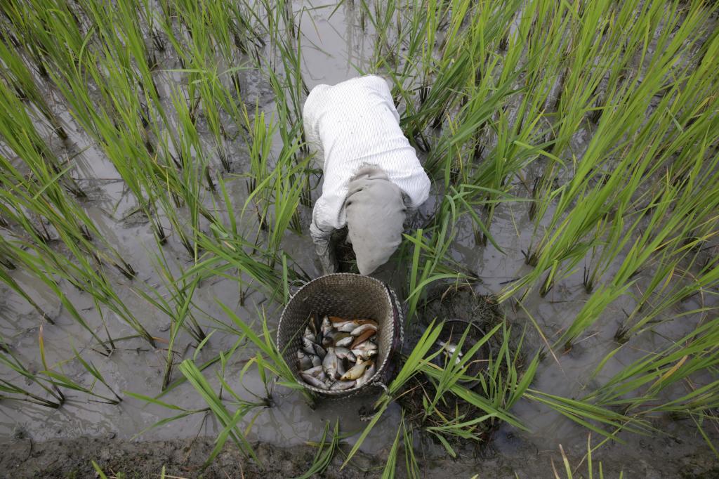 Apatani Farming System – ecoheritage.cpreec.org