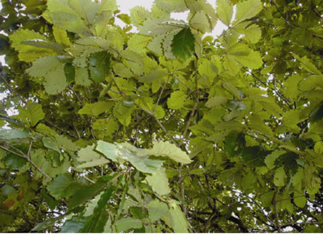 Biodiversity conservation by Monpa tribe – ecoheritage.cpreec.org