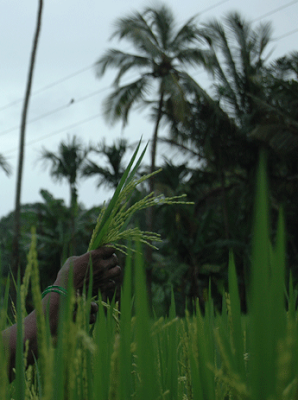 Rice rituals of Goa – ecoheritage.cpreec.org